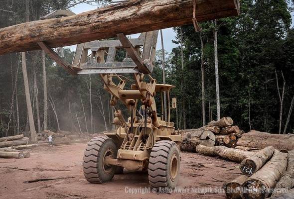 Stop illegal logging once for all to minimise the occurrence of ...