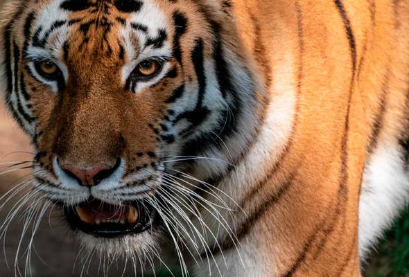 Populasi harimau di India dianggarkan 3,925 - Kajian | Astro Awani