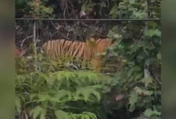 Pahang Perhilitan taking action to ensure no tiger threat in Cameron ...