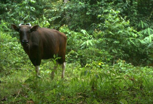 Selamatkan banteng, giatkan usaha elak kepupusan spesies istimewa ...