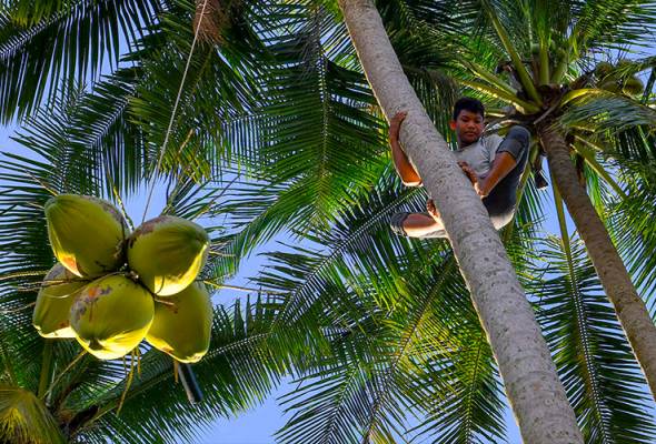 Remaja manfaat kemahiran panjat pokok kelapa sebagai sumber pendapatan ...