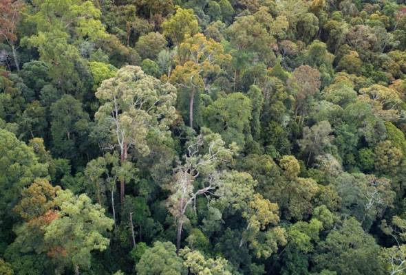 Ladang hutan: RM500 juta pinjaman mudah disedia, tidak perlu bayar 15 ...