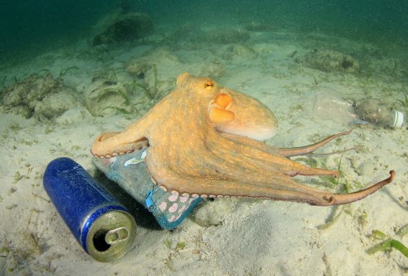 At the deepest depths of the ocean, octopuses find refuge in ...