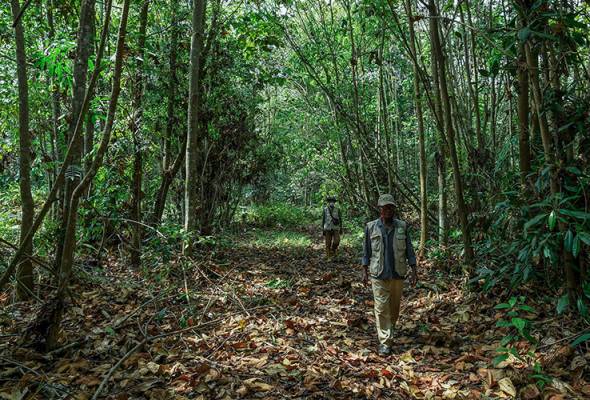 Penambahan renjer hutan beri peluang pekerjaan kepada Orang Asli ...