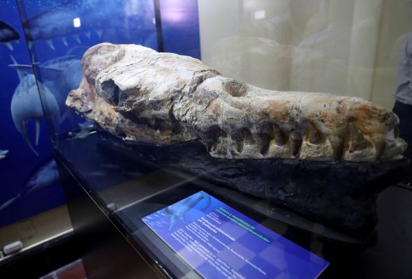 In Peru, skull of 'marine monster' points to fearsome ancient predator ...