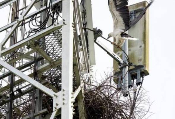 MNS kesal sarang helang laut dimusnahkan | Astro Awani