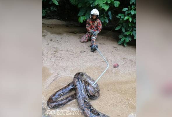 Bomba tangkap ular sawa 50 kilogram berlingkar di pintu empangan ...