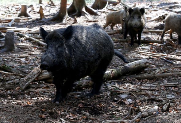 German wildlife park renames Putin the pig | Astro Awani