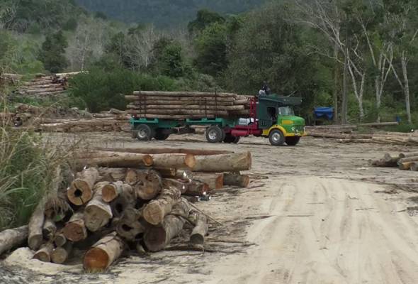 Isu pembalakan: NGO dakwa lebih 600,000 ekar hutan diteroka | Astro Awani