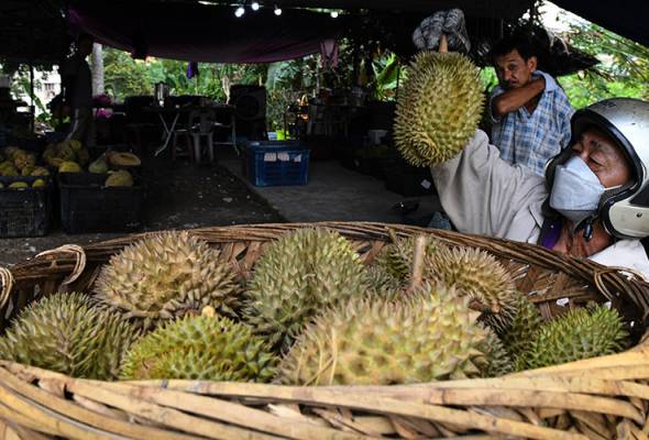 Durian premium di Pulau Pinang pada harga mampu milik bulan depan ...
