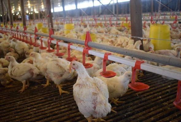 Carian mengenai topik hampas isirung kelapa sawit | Astro Awani