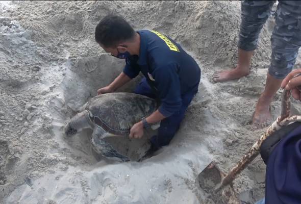 Terengganu pertingkat kempen kesedaran selamatkan penyu | Astro Awani