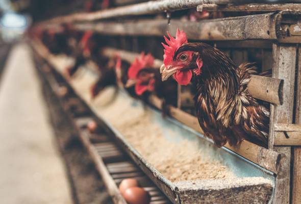 Fi permit makanan ternakan ditangguhkan bermula hari ini | Astro Awani