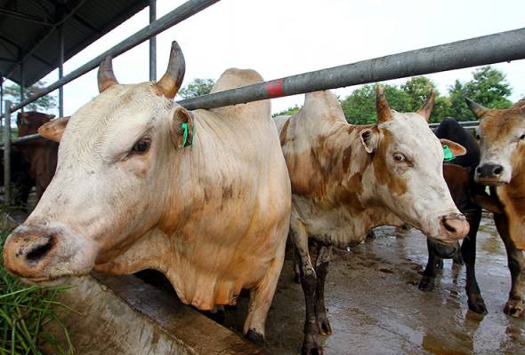 Tempoh kuarantin import lembu disingkatkan | Astro Awani