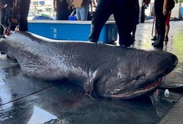 Nelayan Taiwan tangkap jerung spesies prasejarah jarang dijumpai ...