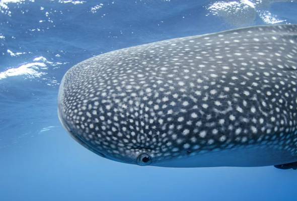 Kemunculan yu paus beri data baharu, bantu usaha konservasi hidupan ...