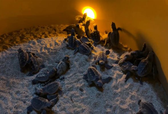 Qatari children help give endangered turtles second chance | AWANI ...