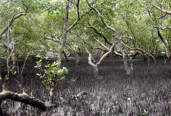 Lebih tujuh juta pokok bakau, spesies terpilih ditanam untuk pulihara ...