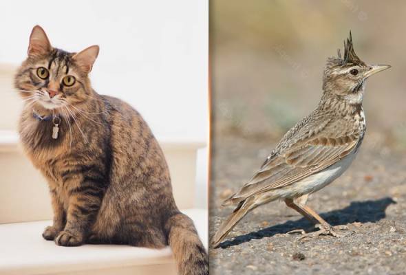 Perintah berkurung khas ditamatkan, kucing di Jerman kembali bebas ...