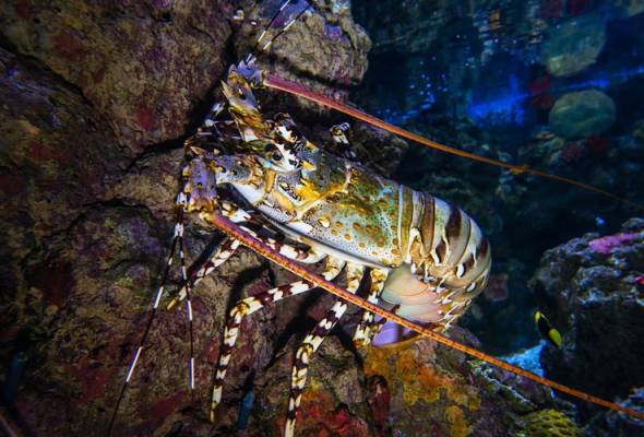 Carian mengenai topik cangkerang | Astro Awani
