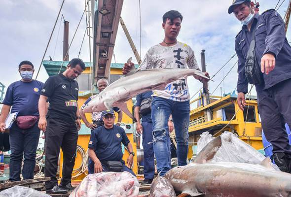 Empat bot pukat tunda nelayan Pahang ditahan di perairan Terengganu ...