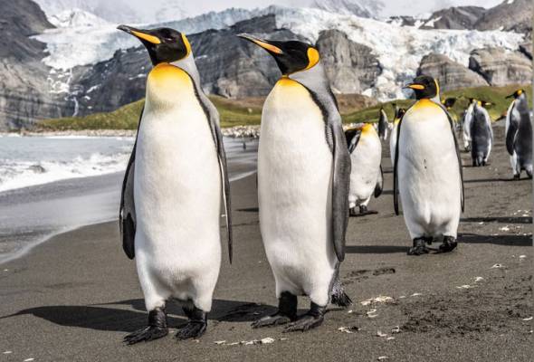 Penguin maharaja bakal pupus menjelang 2050 - Saintis | Astro Awani