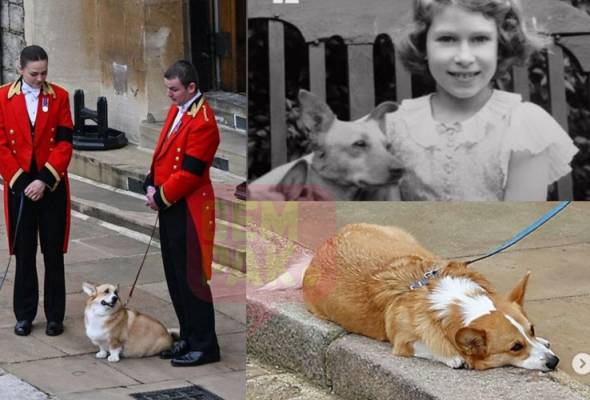 Sugul... foto dua anjing kesayangan Ratu Elizabeth II tunggu ketibaan ...