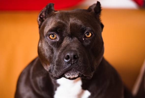 Warga emas maut diserang anjing pitbull | Astro Awani