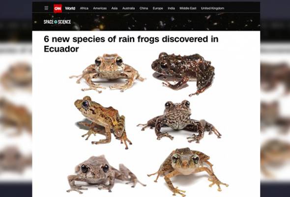 Carian mengenai topik enam-spesis-katak-baru | Astro Awani