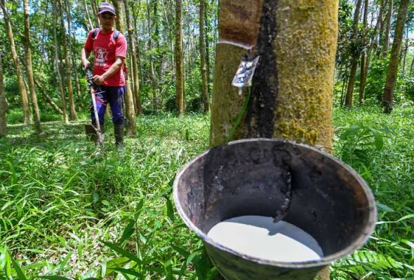 Insentif pengeluaran getah November 2022 diaktifkan di Semenanjung ...