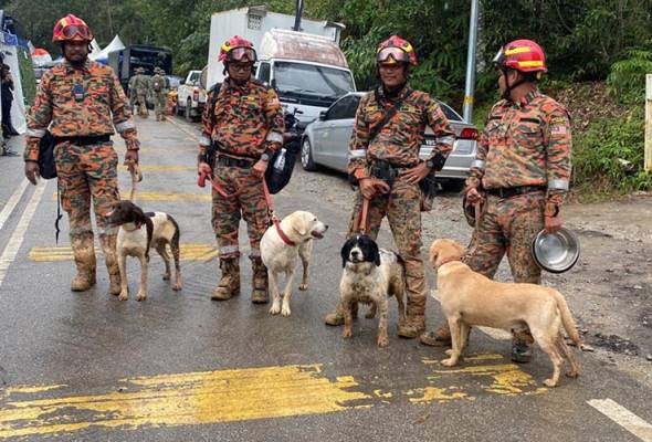 Tanah runtuh Batang Kali: Hujan lebat, unit pengesan anjing K-9 keluar ...