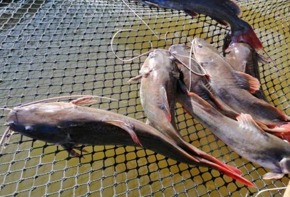 Baung ekor merah ancam populasi ikan tempatan Sungai Perak | Astro Awani