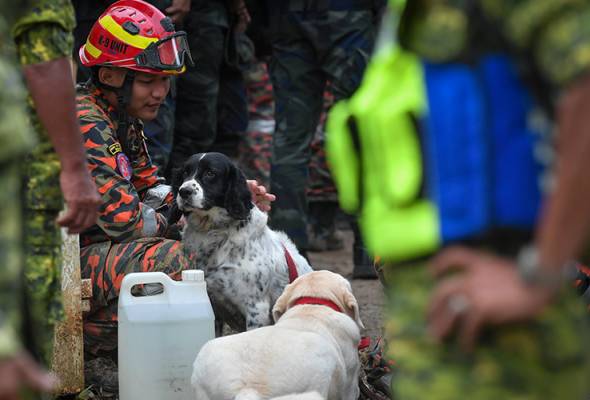 Pelbagai pihak tampil sumbang makanan untuk anjing pengesan K9 | Astro ...