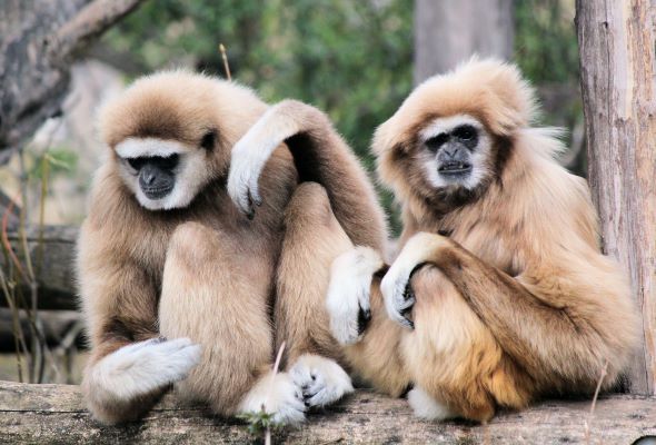 Carian mengenai topik gibbons | Astro Awani
