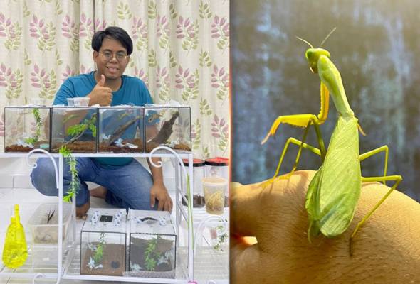 'Gila serangga' sejak usia tujuh tahun, Nazim kumpul puluhan mentadak ...