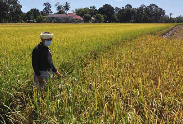 LPP kenal pasti senarai pesawah layak dapat Bantuan Khas Bernas | Astro ...