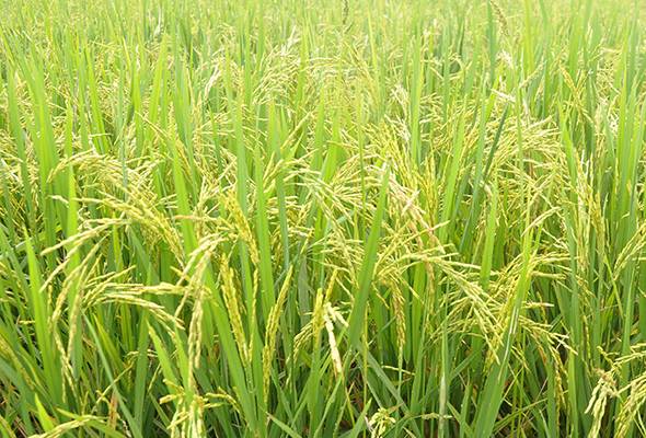 MADA jangka tanaman padi di Kawasan Muda capai 90 peratus bulan depan ...