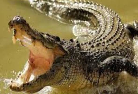 Sarawak bangun aplikasi pantau buaya secara 'real time' | Astro Awani