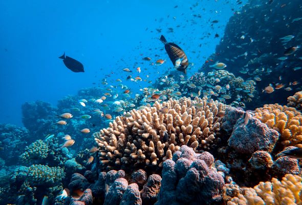 Indonesia rancang wujudkan 200,000 hektar kawasan konservasi laut ...