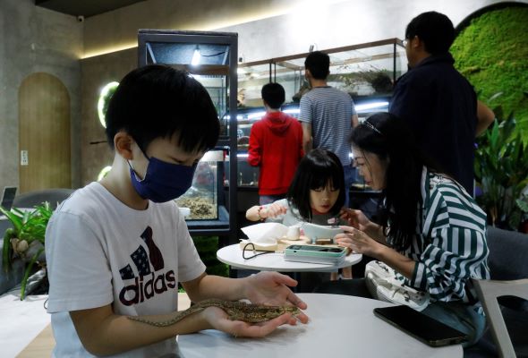 Snakes, lizards and desserts meet in Malaysia's first reptile cafe ...
