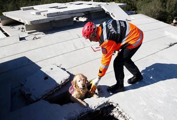 Gempa bumi Turkiye: Anjing pengesan turut jadi 'wira' bantu misi SAR ...