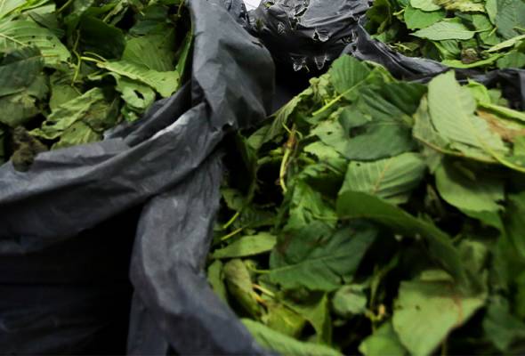 Segera wartakan ketum sebagai dadah berbahaya - MASAC | Astro Awani