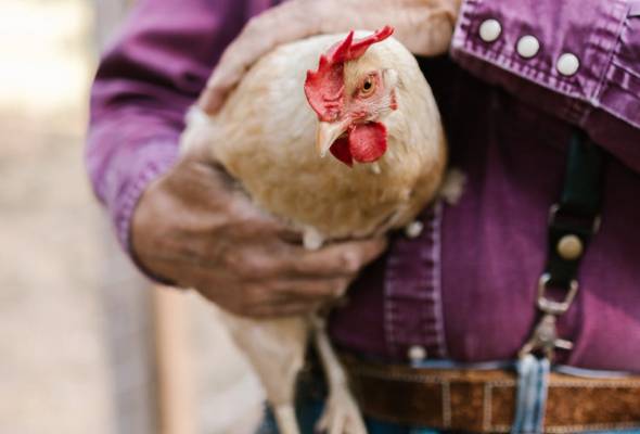Ladang Australia pantau tahap kecergasan ayam dengan 'FitChix' | Astro ...