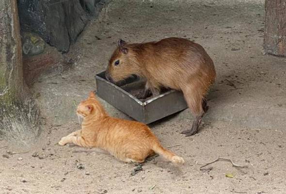 Gandingan capybara 'bersahabat' dengan 'Oyen' lonjak bilangan ... Gandingan capybara 'bersahabat' dengan 'Oyen' lonjak bilangan ...