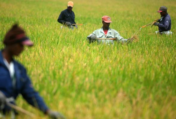 Sarawak mahu belajar proses penanaman padi dari Selangor | Astro Awani