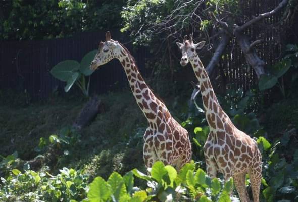Zirafah dari Afrika tarikan baharu Zoo Melaka | Astro Awani
