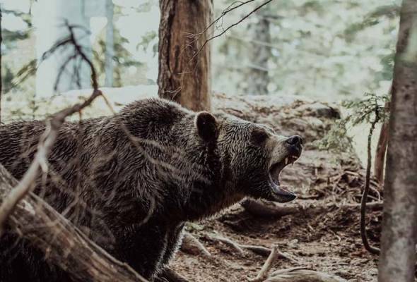 Pemancing disyaki diserang beruang selepas penemuan kepala manusia ...