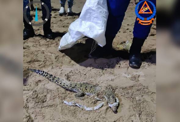 APM tangkap anak buaya tembaga di Pantai PD | Astro Awani