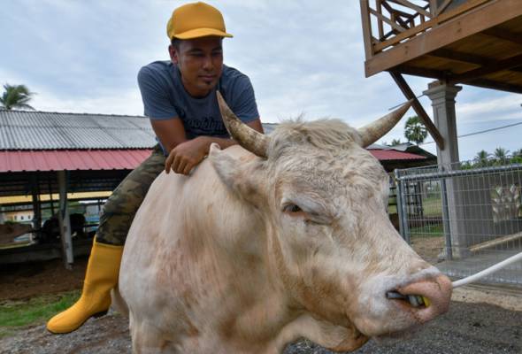 Dulu ligat di padang, kini mentor perternakan lembu sado | Astro Awani