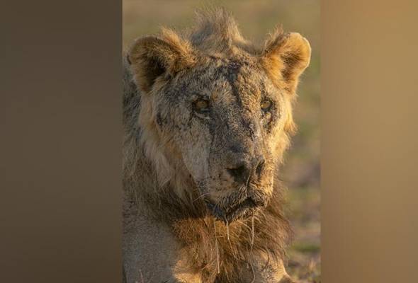 10 singa terbunuh di Kenya, konflik manusia dan haiwan liar makin ...